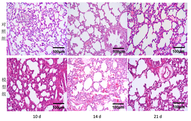 LPS腹腔注射诱导支气管肺发育不良模型 - 中洪博元商城_疾病动物模型_实验动物_动物实验物资