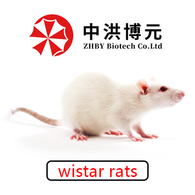 wistar rats - 中洪博元商城_疾病动物模型_实验动物_动物实验物资