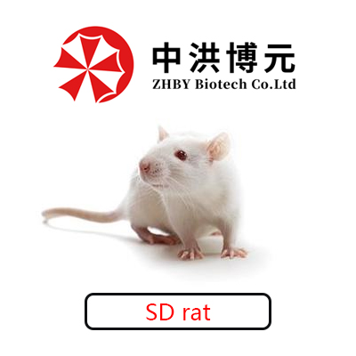 中洪博元商城_疾病动物模型_实验动物_动物实验物资