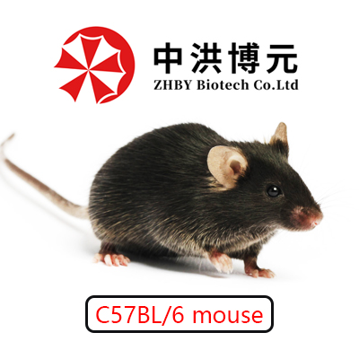 中洪博元商城_疾病动物模型_实验动物_动物实验物资